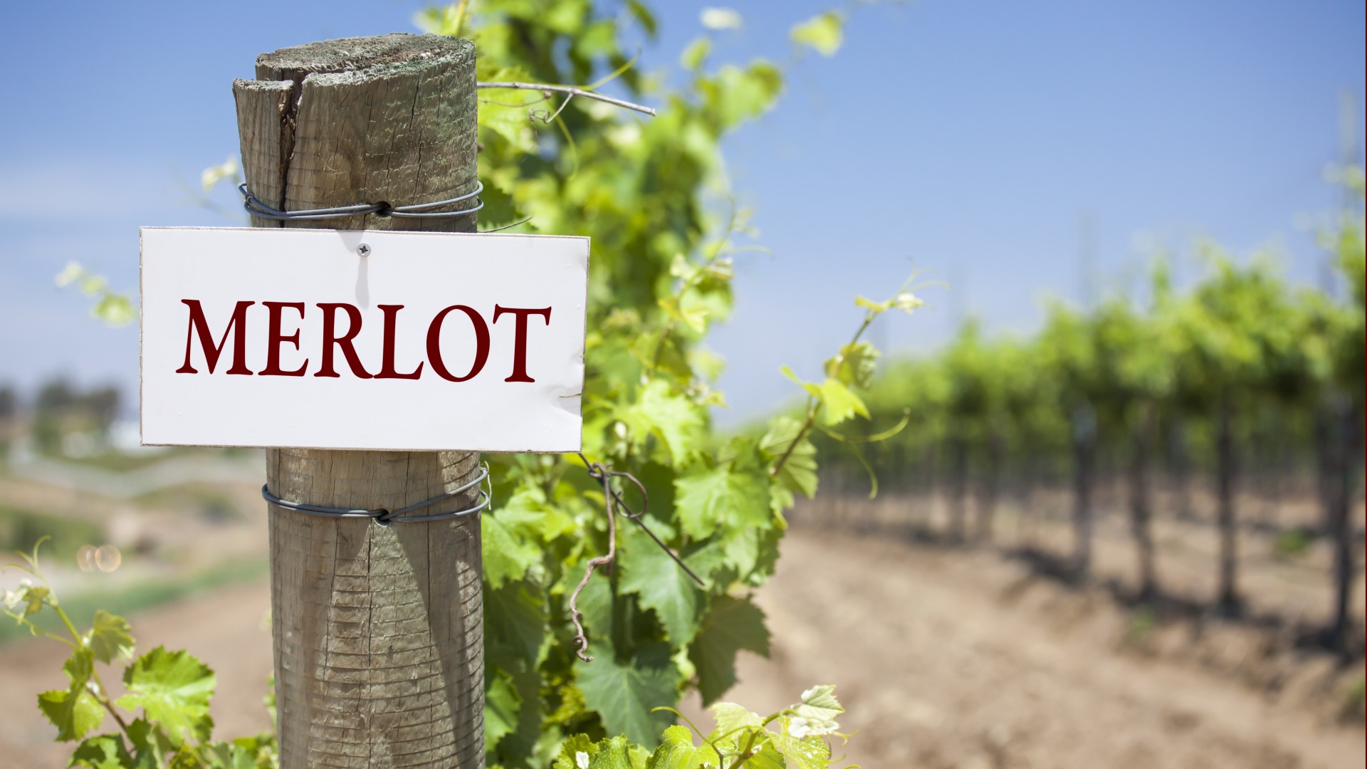 Silver Dollar Winery’s Wine Education Series Part 2: Merlot – Silver ...